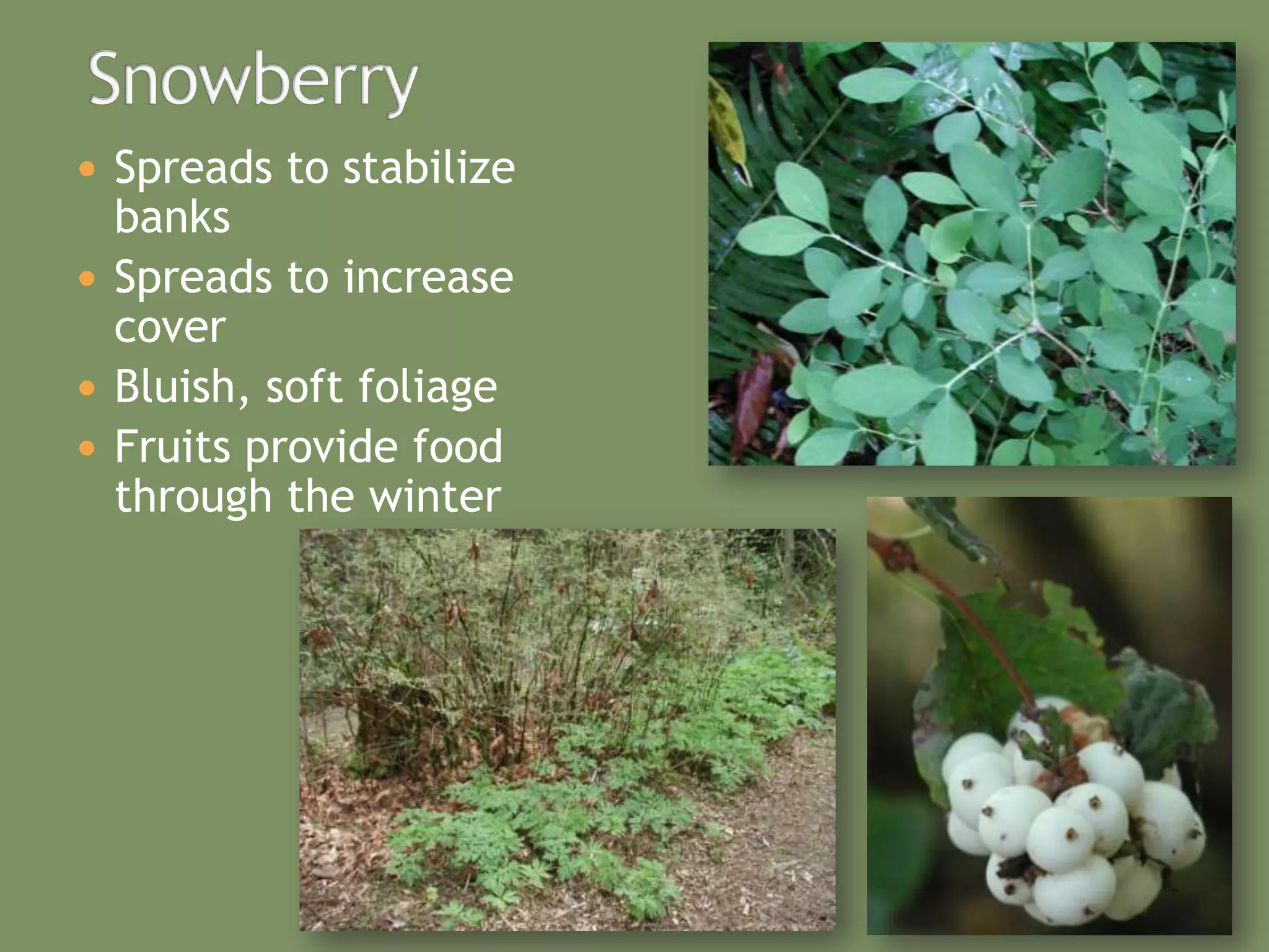 Native Plants For Oregon’S Willamette Valley | PPTX