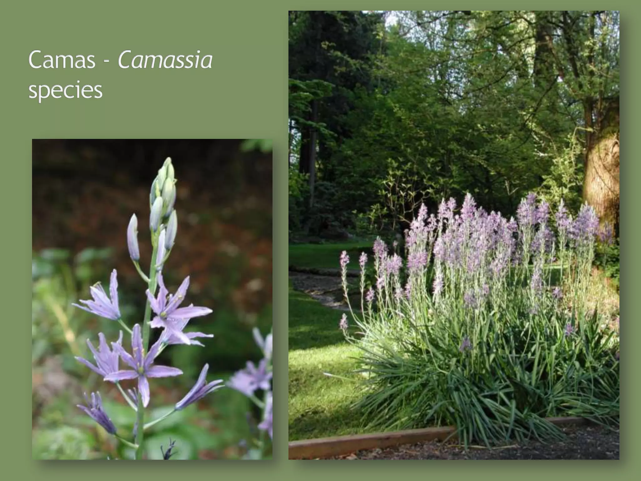 Native Plants For Oregon’S Willamette Valley | PPTX