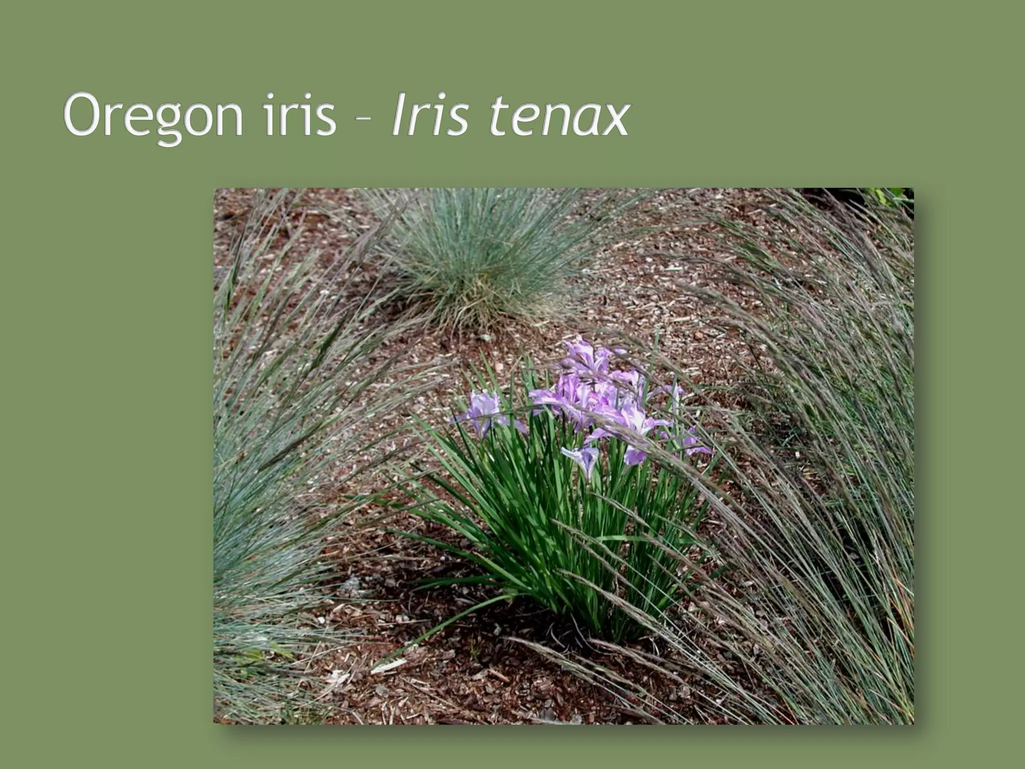 Native Plants For Oregon’S Willamette Valley | PPTX