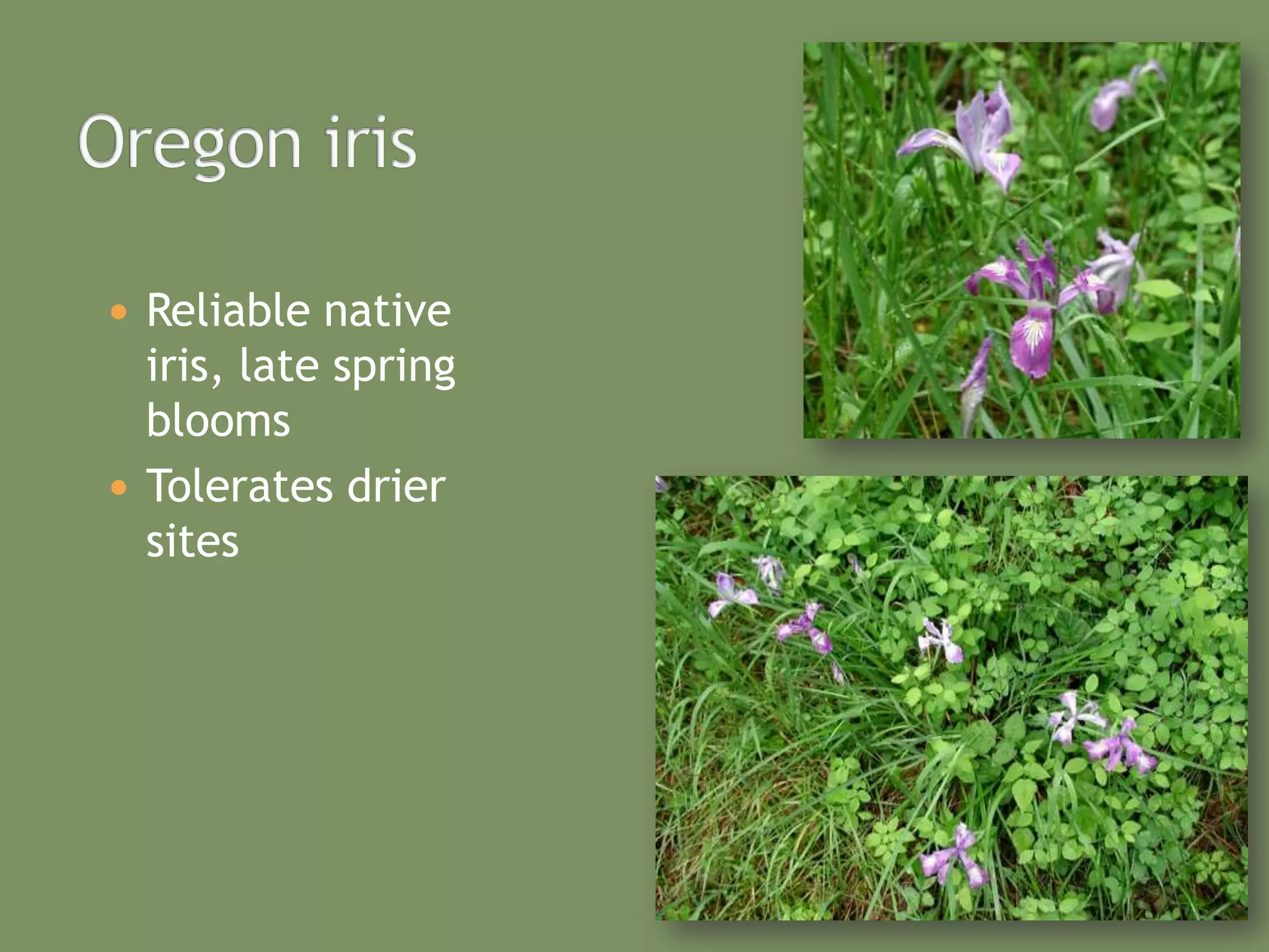 Native Plants For Oregon’S Willamette Valley | PPTX