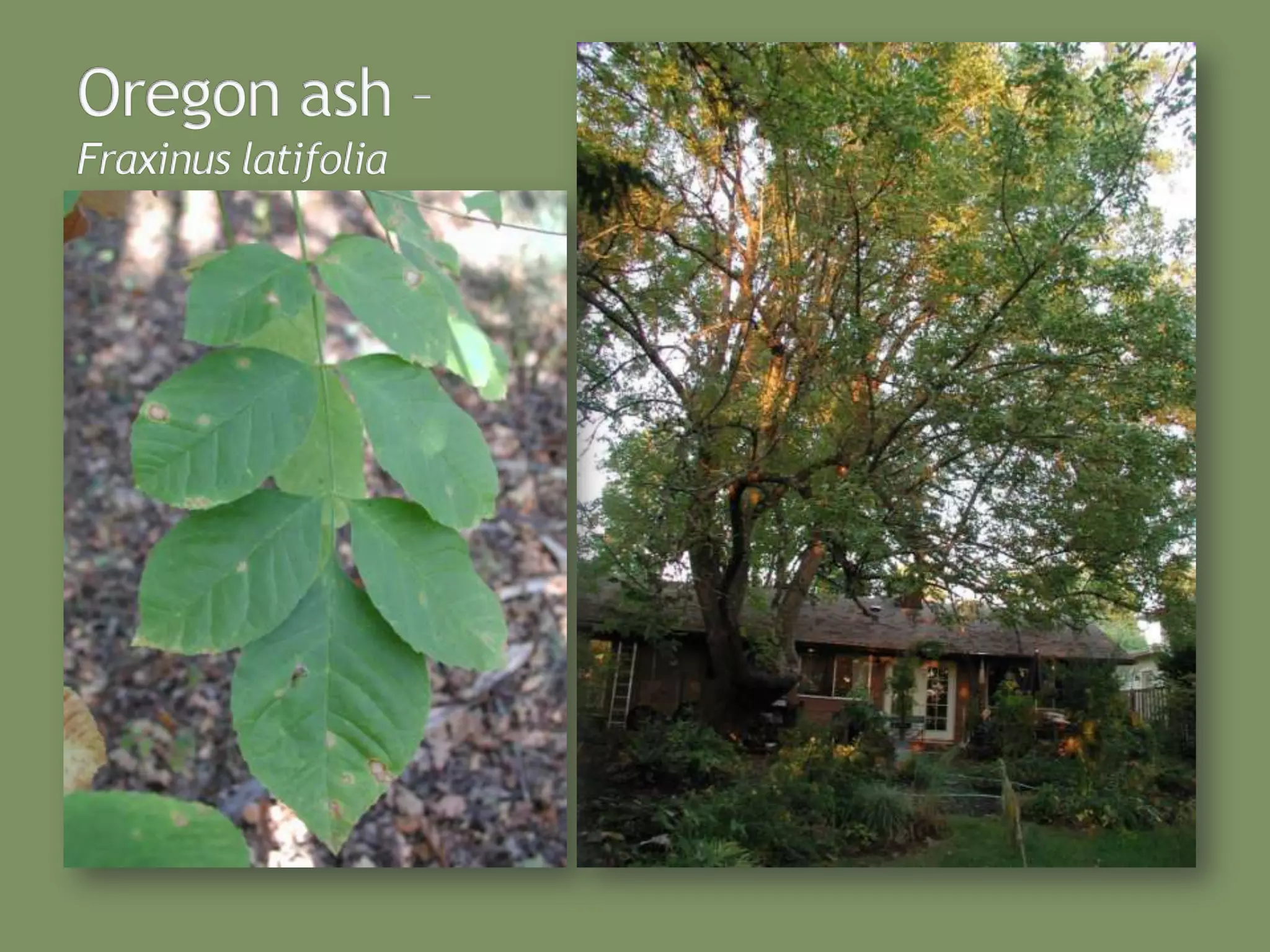 Native Plants For Oregon’S Willamette Valley | PPTX