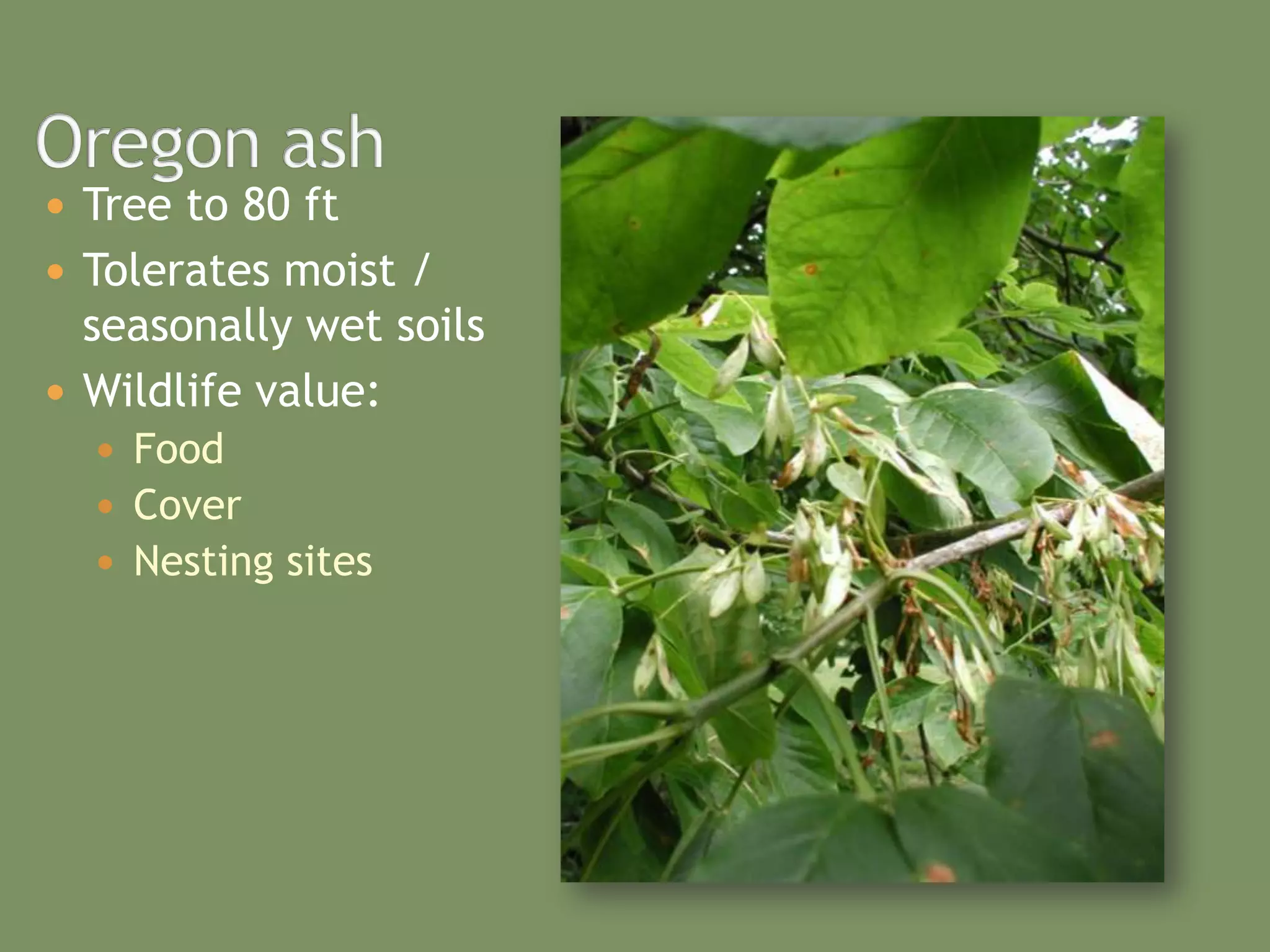 Native Plants For Oregon’S Willamette Valley | PPTX