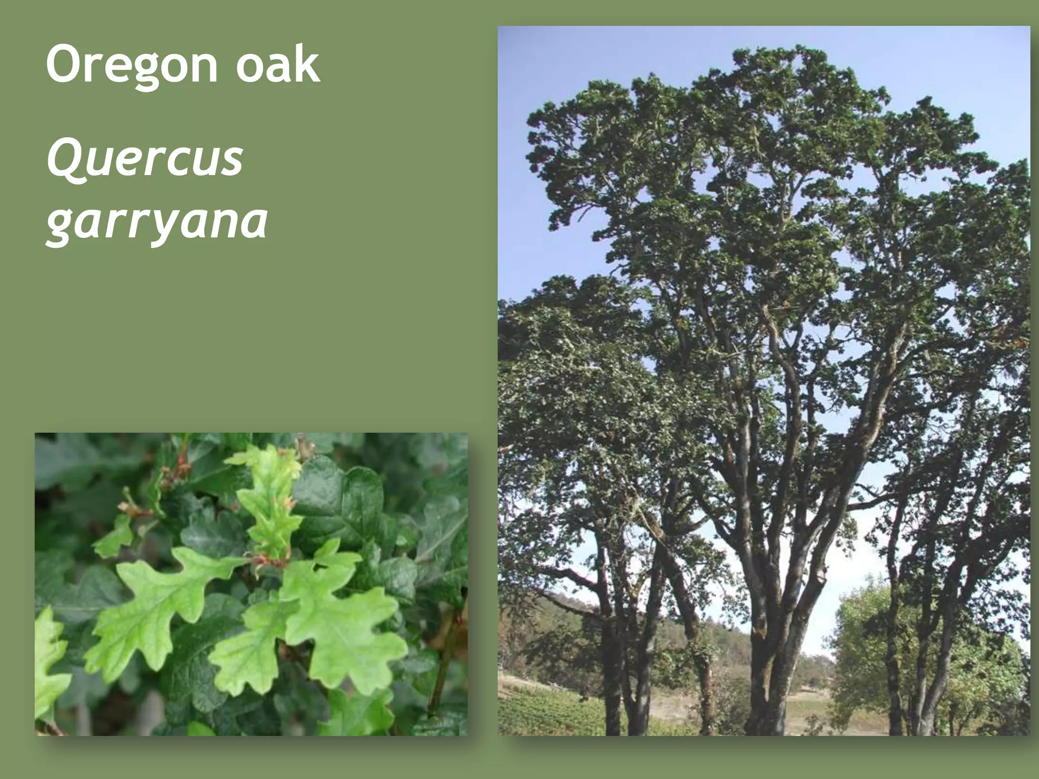 Native Plants For Oregon’S Willamette Valley | PPTX