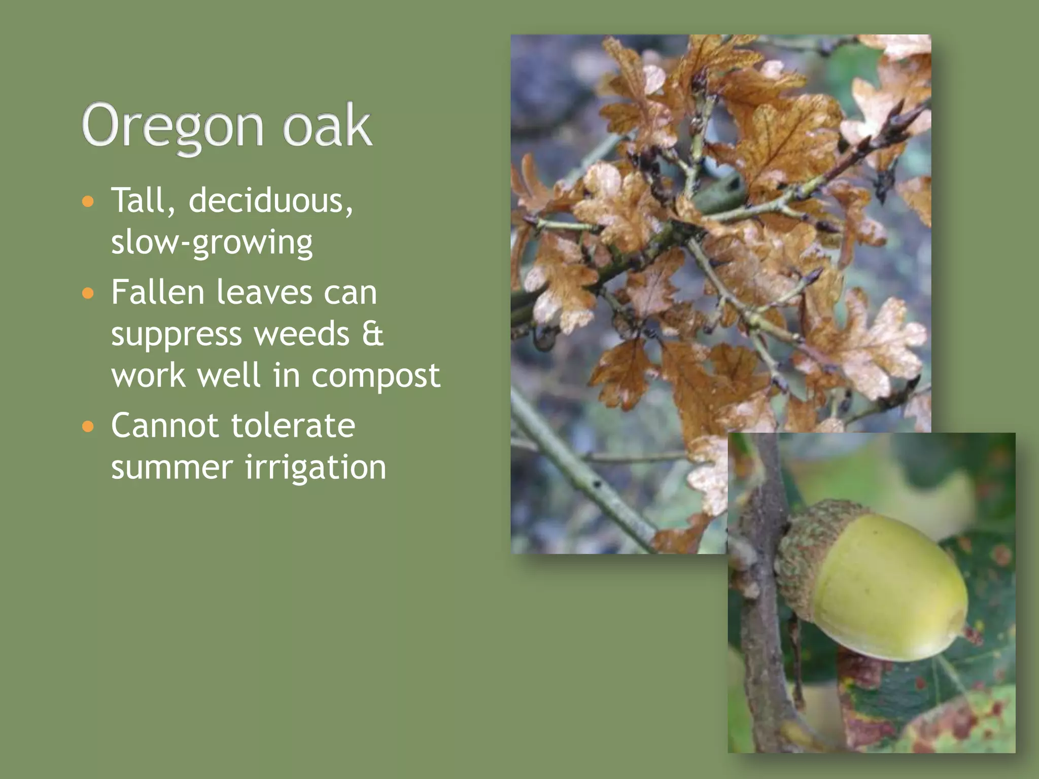 Native Plants For Oregon’S Willamette Valley | PPTX