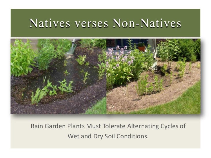 Native Plants for Rain Gardens from Fischer Design (April 23, 2011)