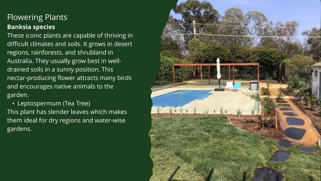 Native Plants in Canberra Landscaping - Sustainable Choices to Go For .pptx