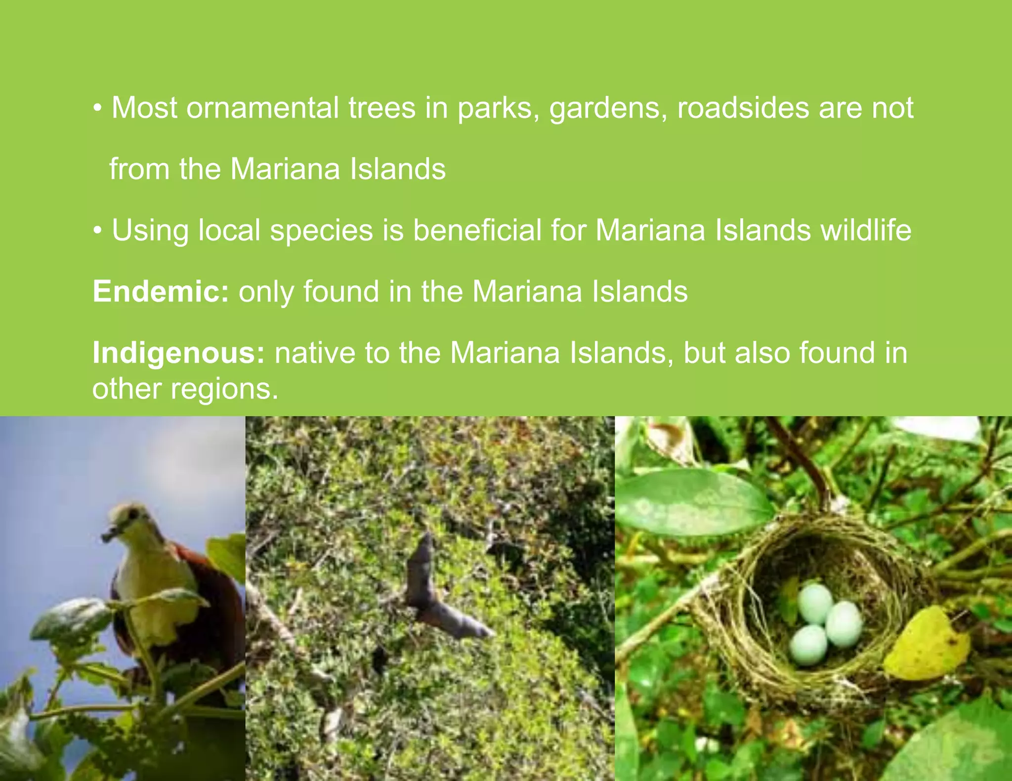 Native plants of the mariana islands | PDF
