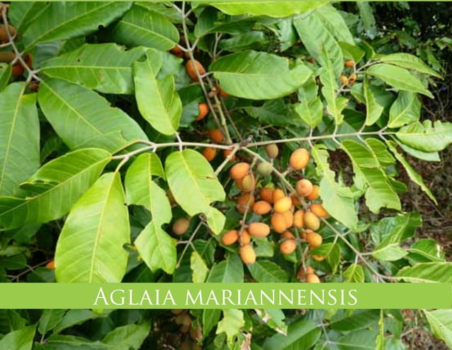 Native plants of the mariana islands | PDF | Birdwatching | Hobbies ...