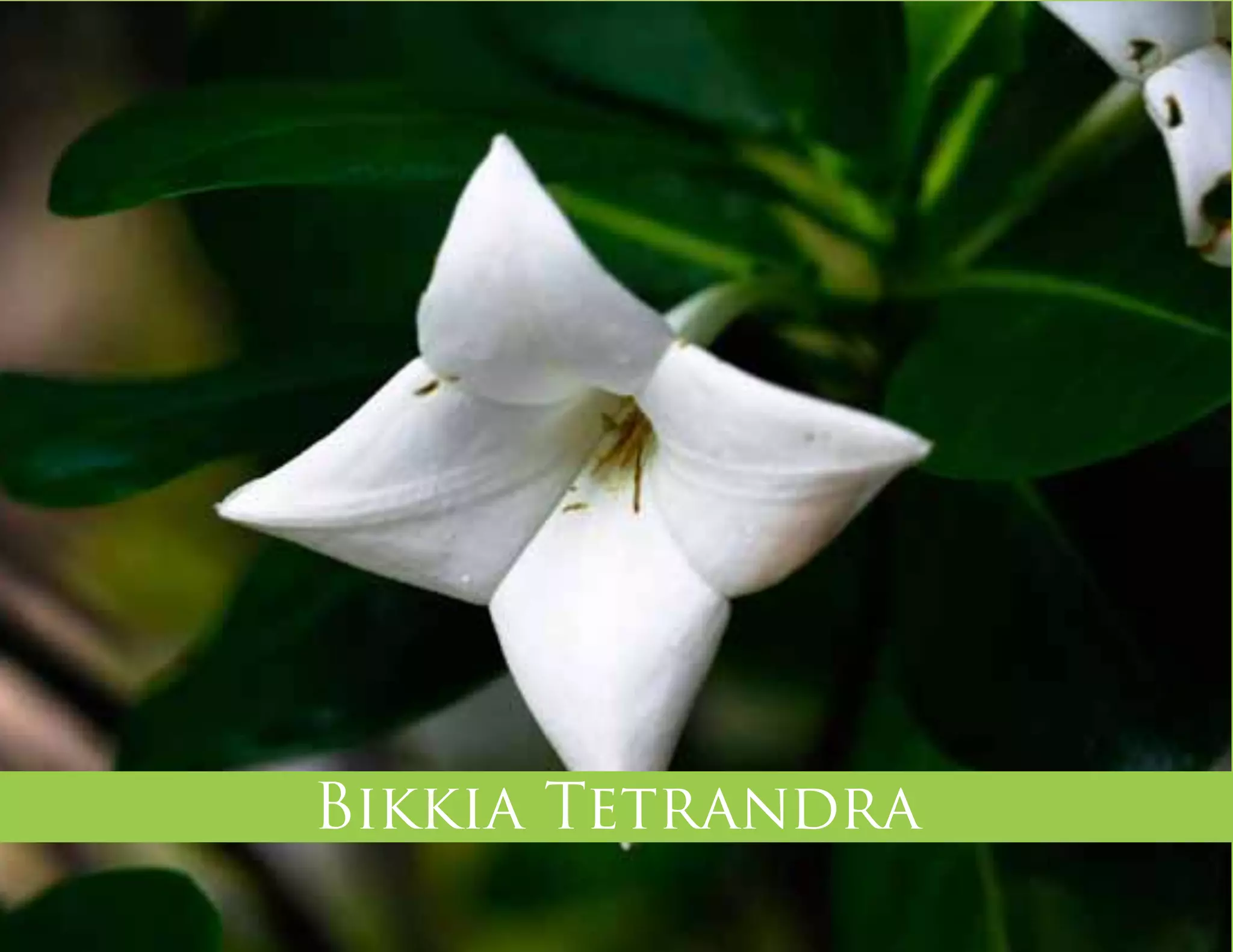 Native plants of the mariana islands | PDF
