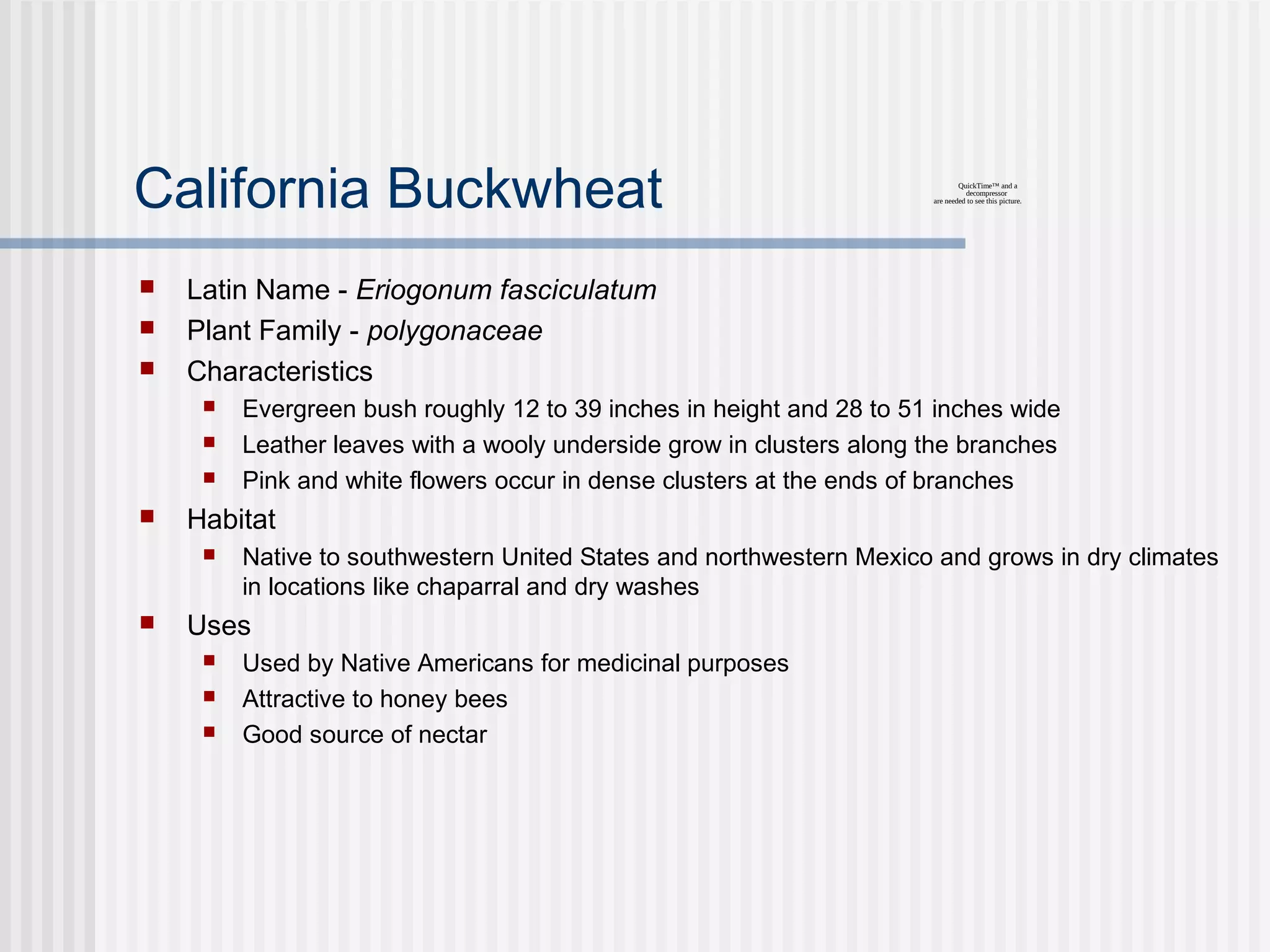 Native plants of the san jacinto and santa rosa mountains.mov