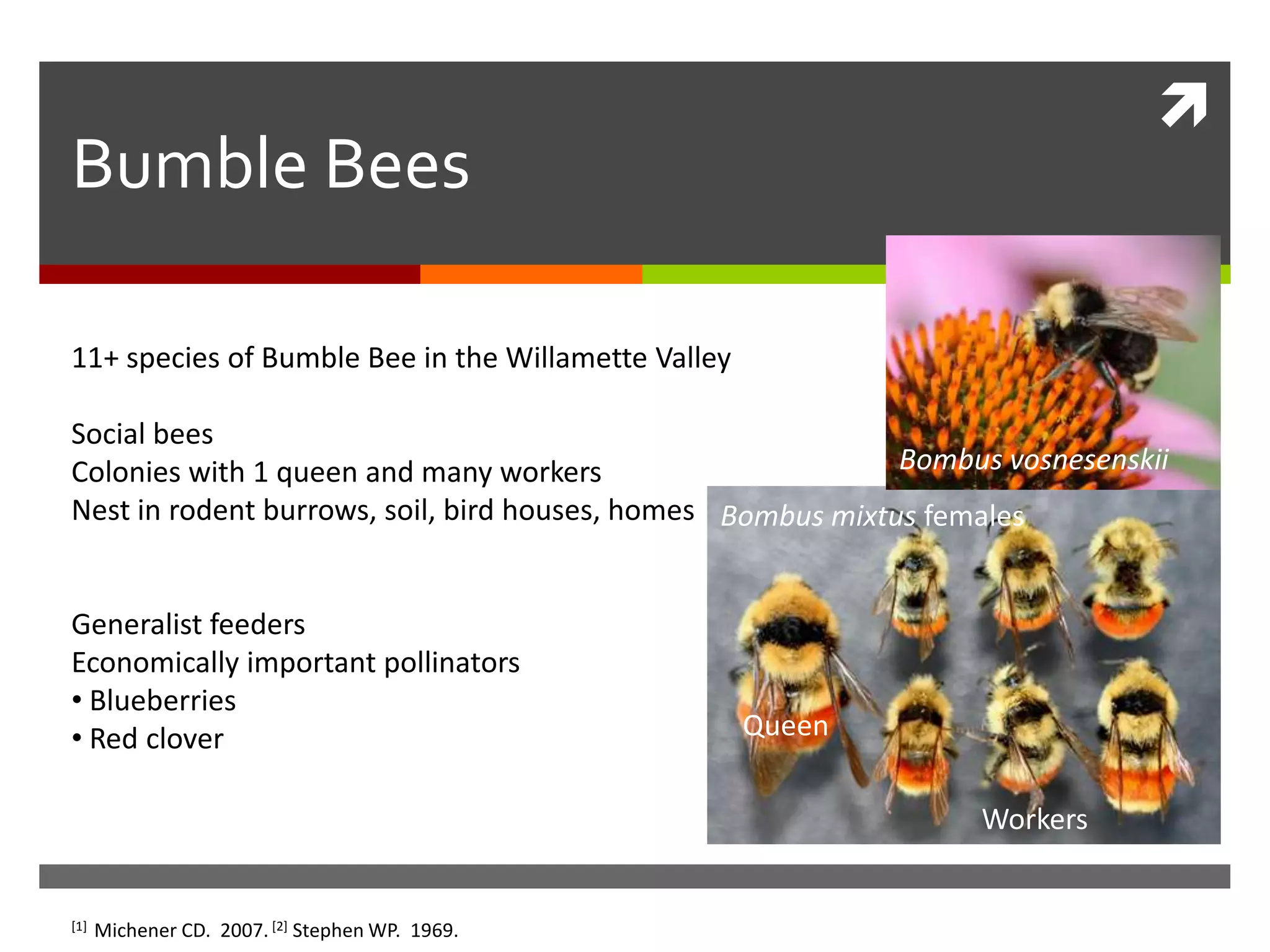 Native pollinators | PPTX