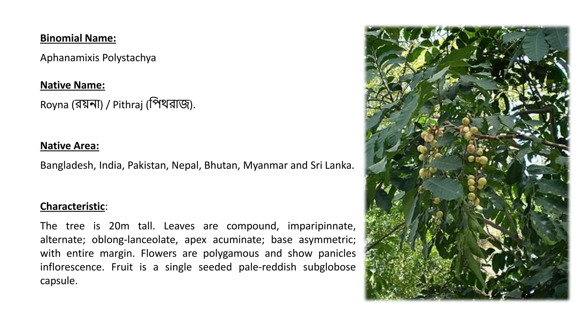 NATIVE TREES OF CARBON SEQUESTRATION POTENTIALITY FOR BANGLADESH | PPTX