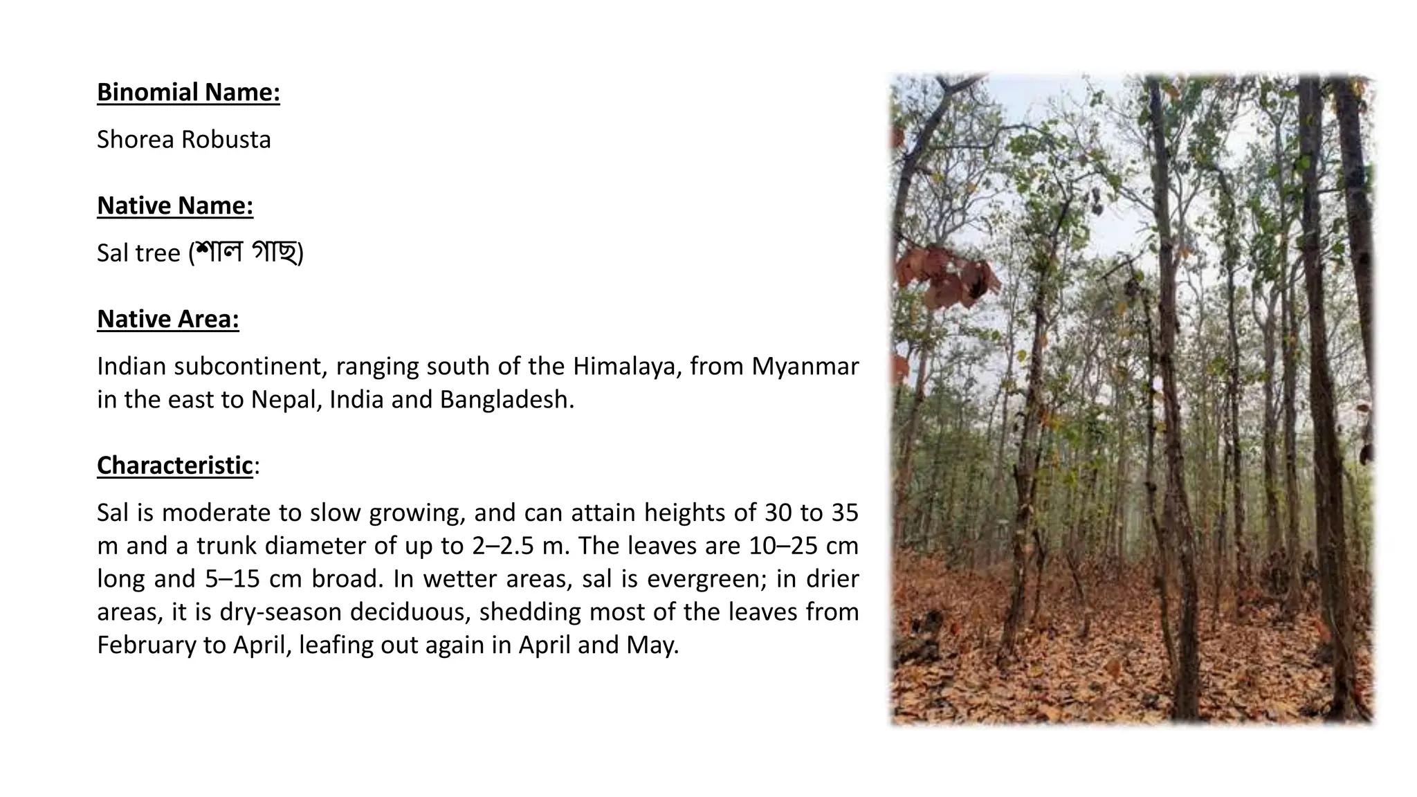NATIVE TREES OF CARBON SEQUESTRATION POTENTIALITY FOR BANGLADESH | PPTX