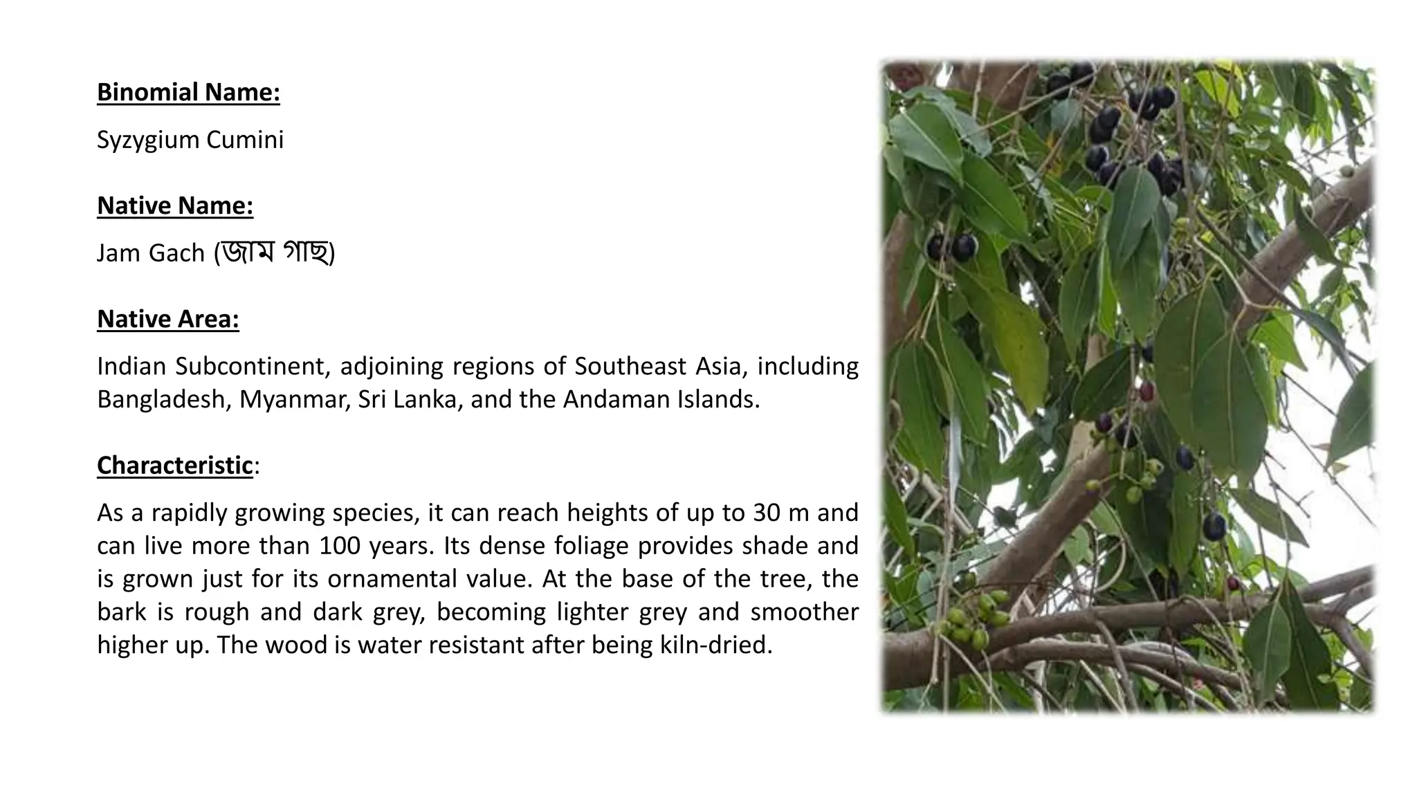 NATIVE TREES OF CARBON SEQUESTRATION POTENTIALITY FOR BANGLADESH | PPTX
