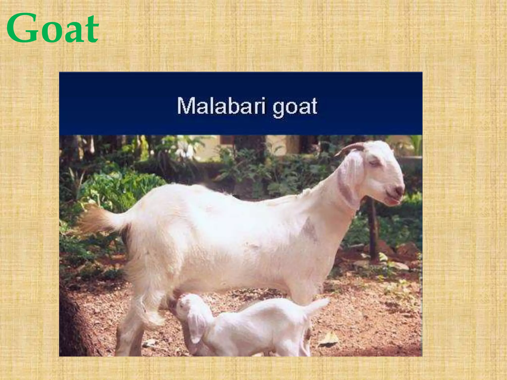 Native varieties of plants and animals (ict enabled) | PPTX