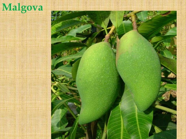 Native varieties of plants and animals (ict enabled) | PPTX