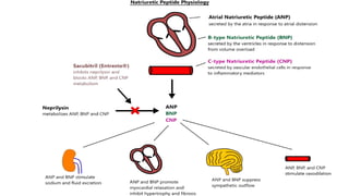 Natriuretic Peptide Family | PDF