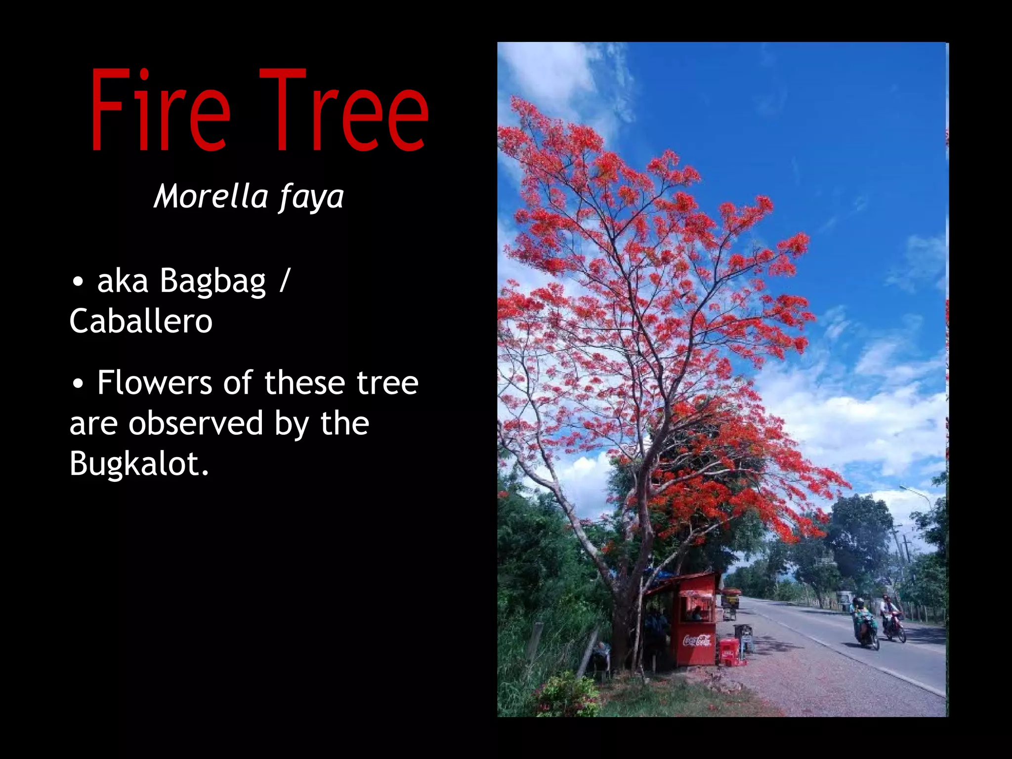 Bugkalot Tribe | PPT
