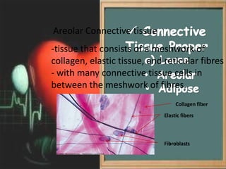 connective tissue | PPTX