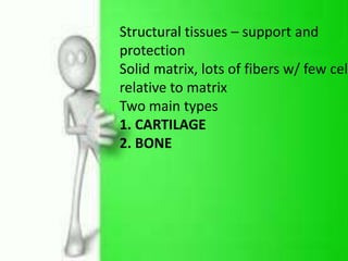 connective tissue | PPTX