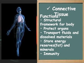 connective tissue | PPTX