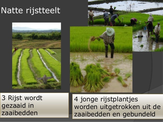 Natte rijstteelt