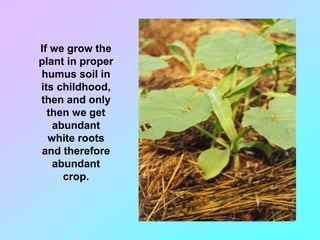 Natueco Farming slide show presentation | PDF