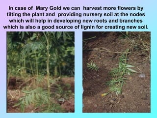 Natueco Farming slide show presentation | PDF