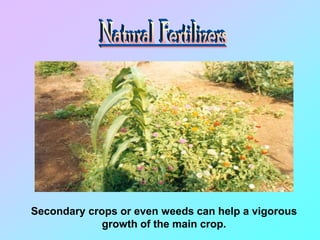 Natueco Farming slide show presentation | PDF