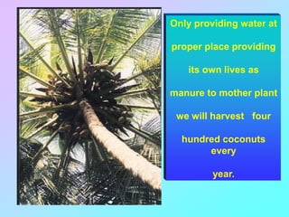 Natueco Farming slide show presentation | PDF