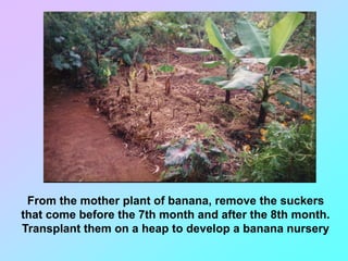 Natueco Farming slide show presentation | PDF