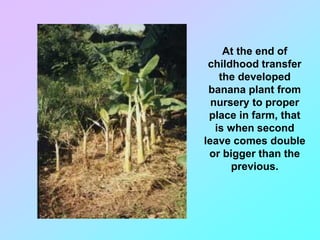 Natueco Farming slide show presentation | PDF