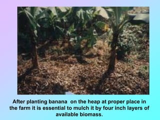 Natueco Farming slide show presentation | PDF