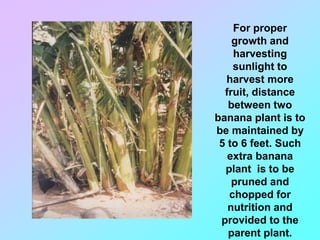 Natueco Farming slide show presentation | PDF