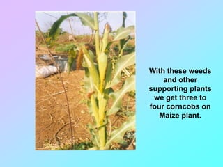 Natueco Farming slide show presentation | PDF