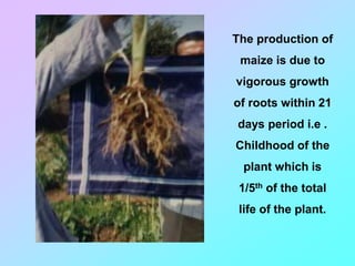 Natueco Farming slide show presentation | PDF