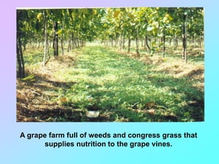 Natueco Farming slide show presentation | PDF