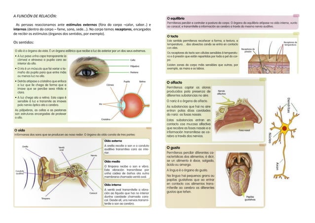 Naturais resumo tema_8_quinto | PDF