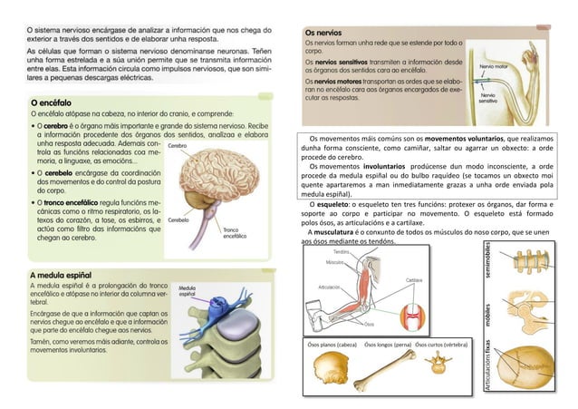 Naturais resumo tema_8_quinto | PDF