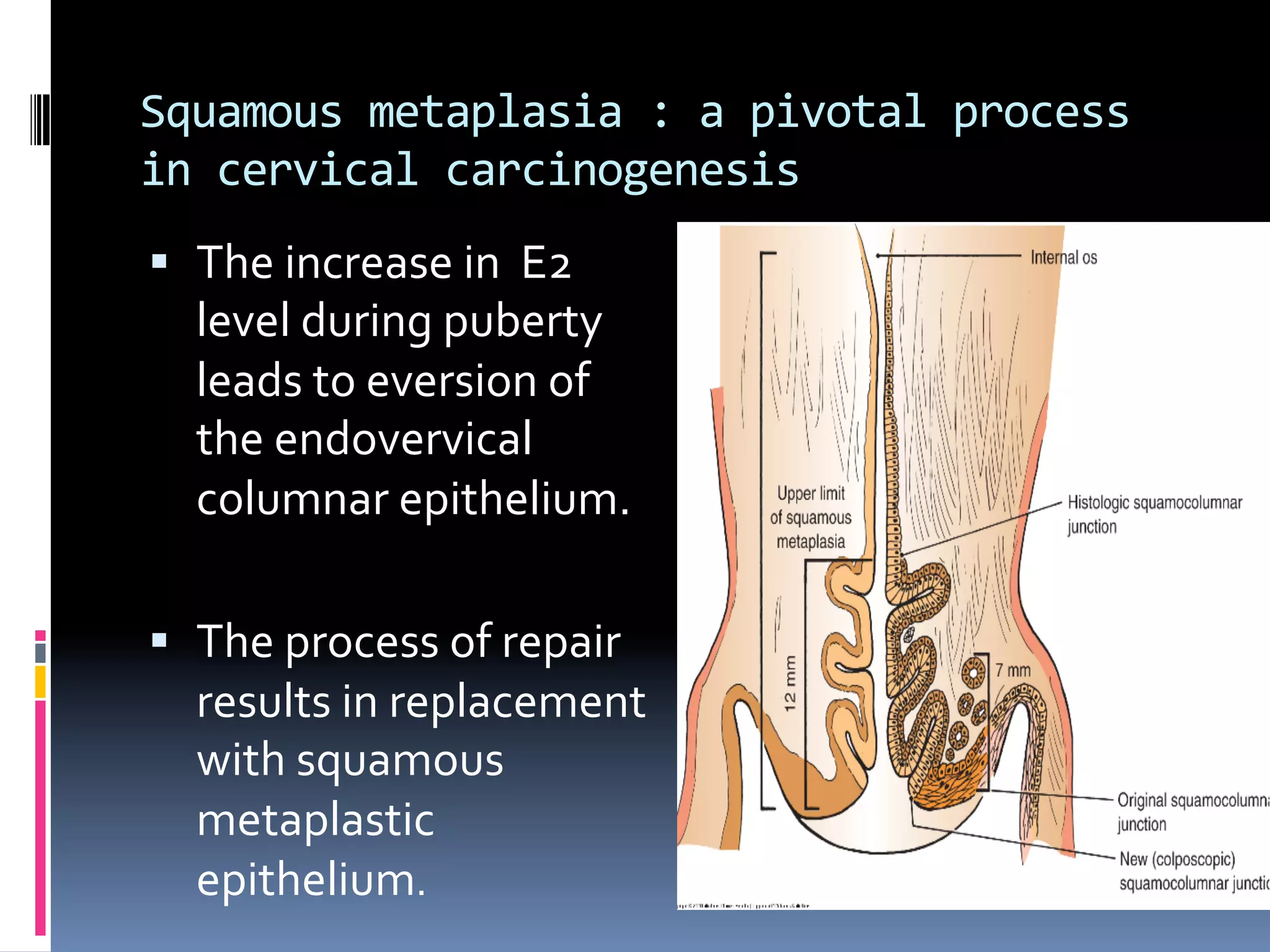 Natural history and pathogenesis of hpv | PDF