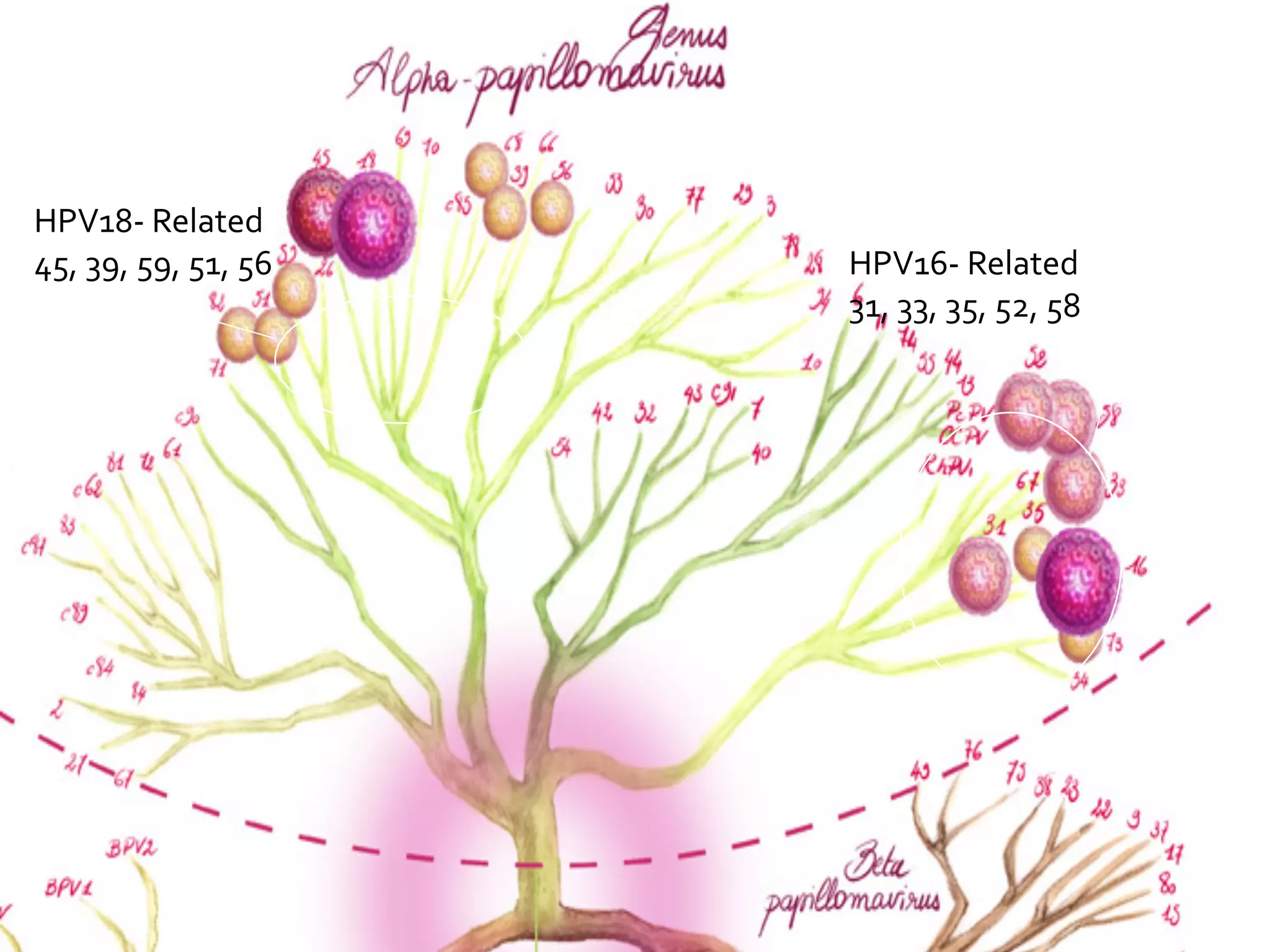 Natural history and pathogenesis of hpv | PDF