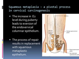 Natural history and pathogenesis of hpv | PPT