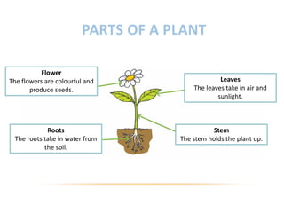 natural science natural science presentatio | PDF