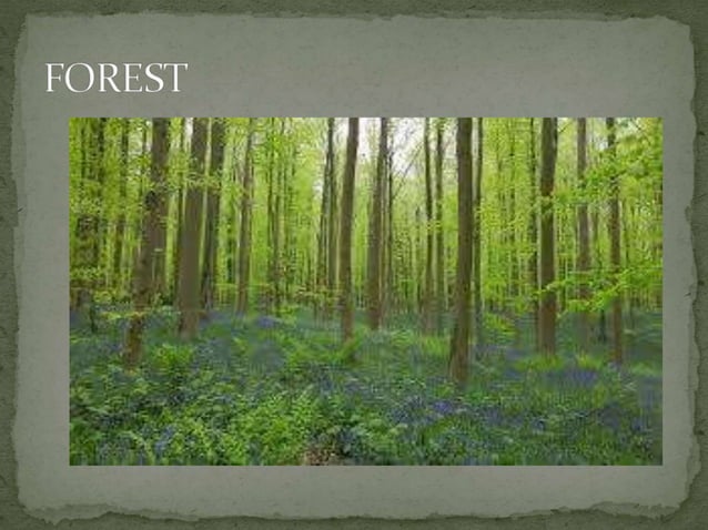 NATURAL-VEGETATIO-II.pptx