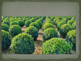 NATURAL-VEGETATIO-II.pptx