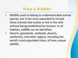 natural-vegetation-and-wildlife.ppnnnnntx | PPT