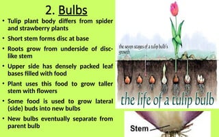 Natural and Artificial Cloning of Plants.pptx