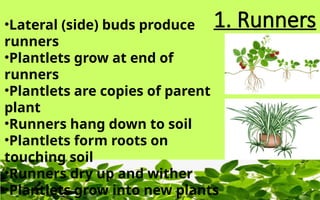 Natural and Artificial Cloning of Plants.pptx