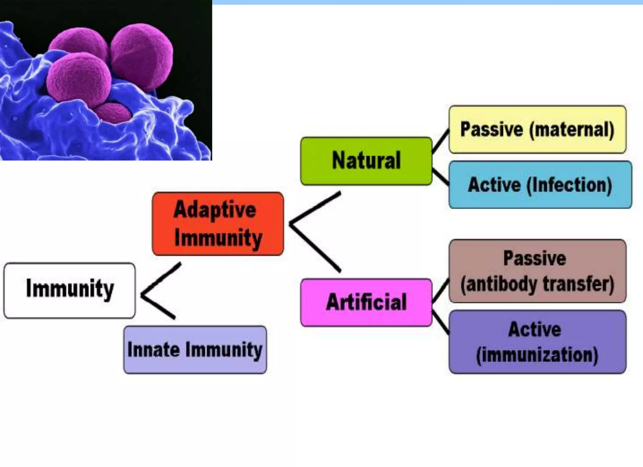 Natural and Artificial immunity | PPTX