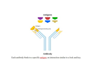 Natural and Artificial immunity | PPTX